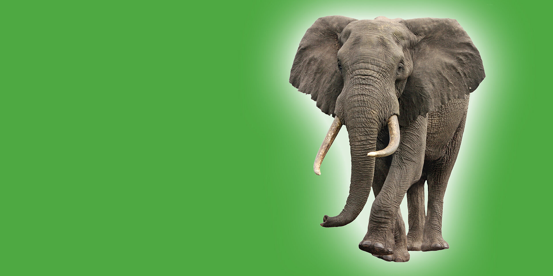 Home | Herrmann Ultrassom